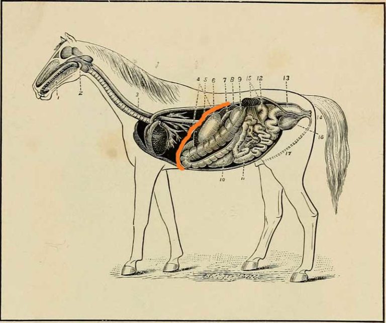 Ademt jouw paard wel goed door? Tip om een gespannen paard te helpen
